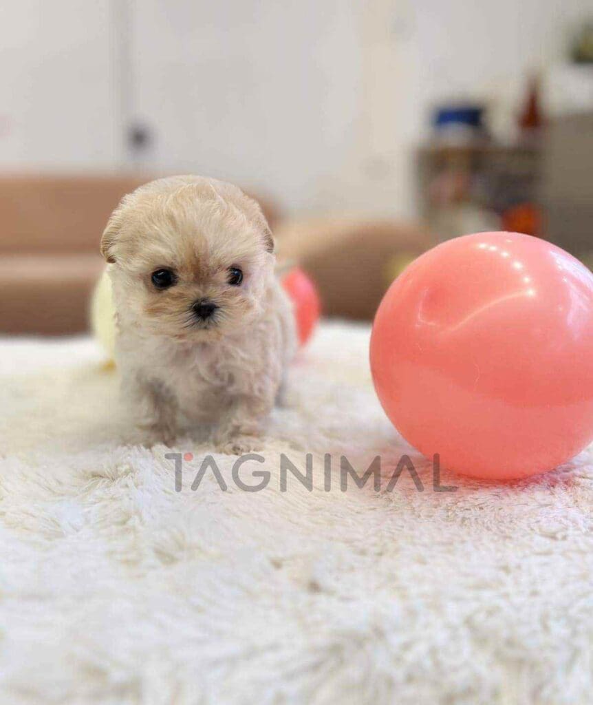 Jenna (เจนน่า) | Tagnimal