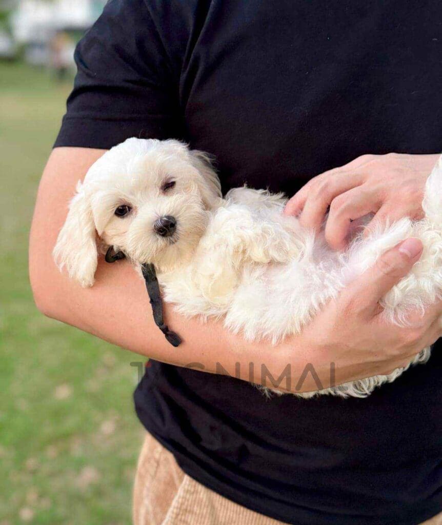 Kali (คาลิ) | Tagnimal