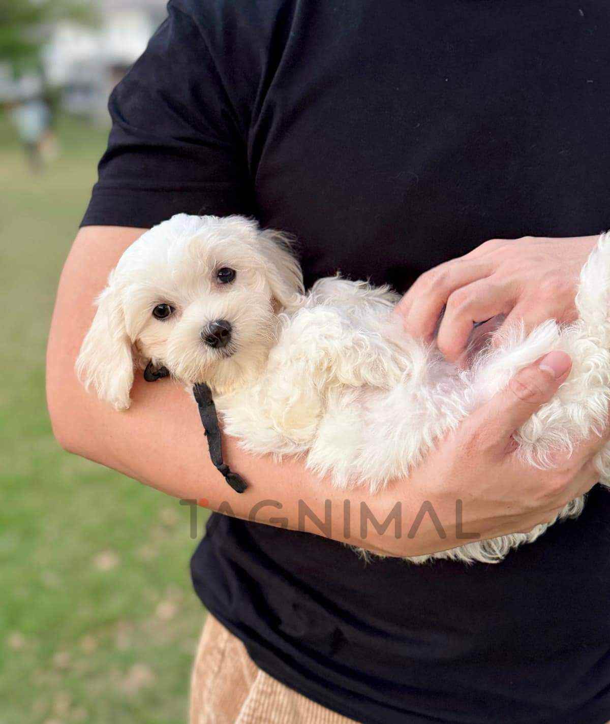 Kali (คาลิ) | Tagnimal