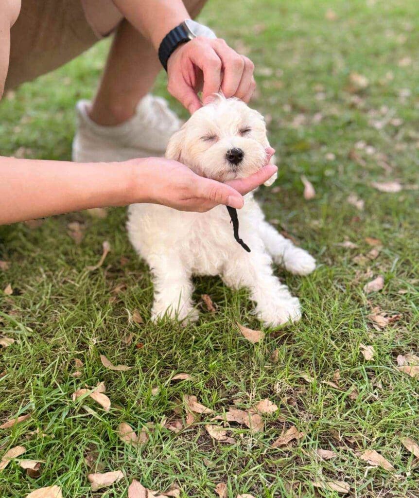 Kali (คาลิ) | Tagnimal