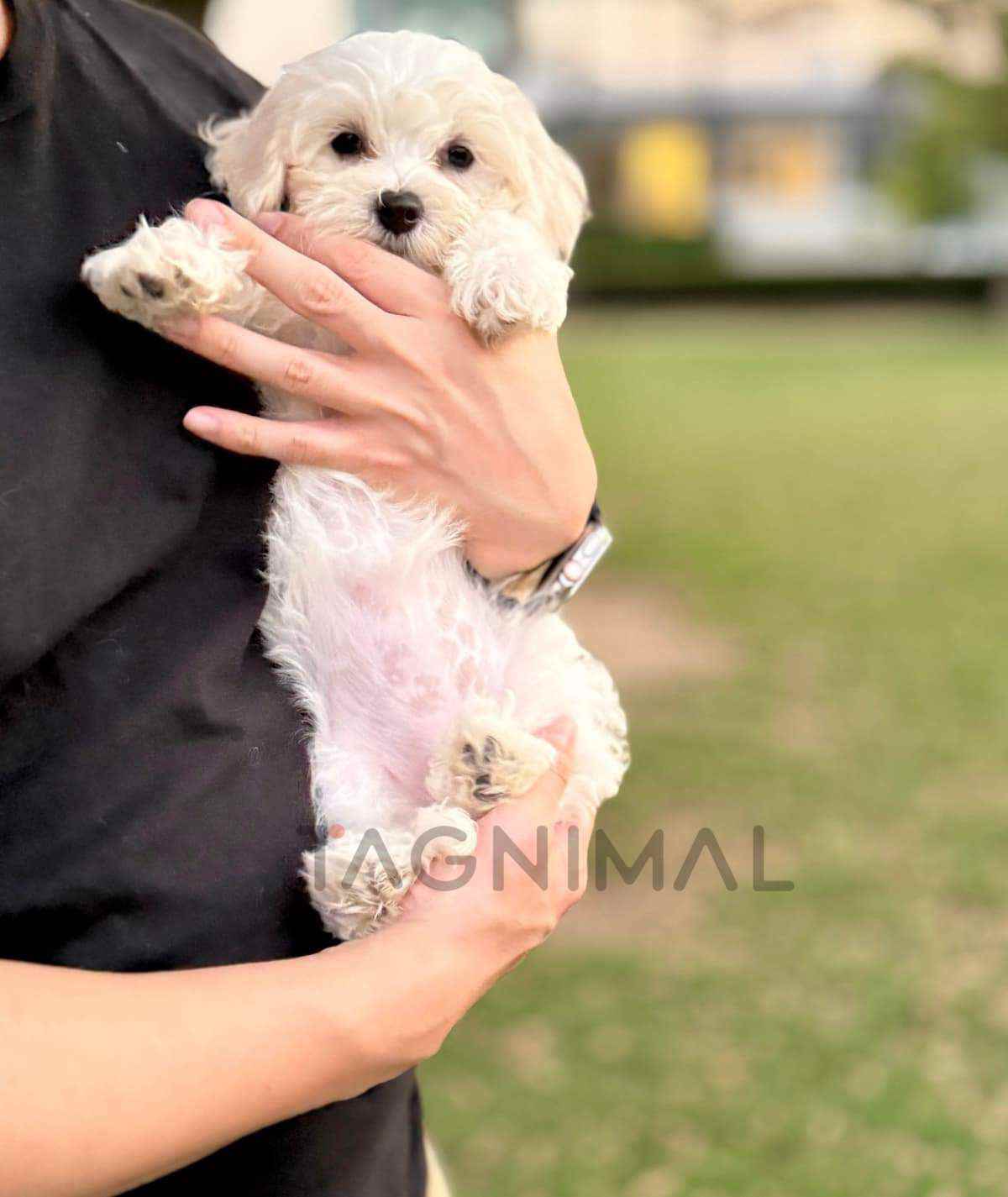 Kali (คาลิ) | Tagnimal