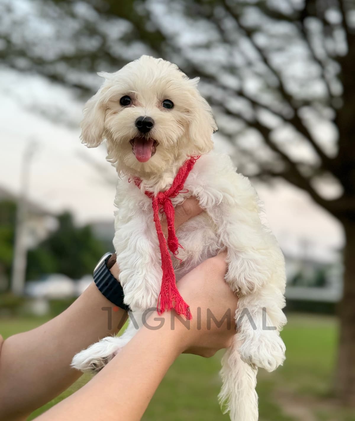 Kiara (เคียร่า) | Tagnimal