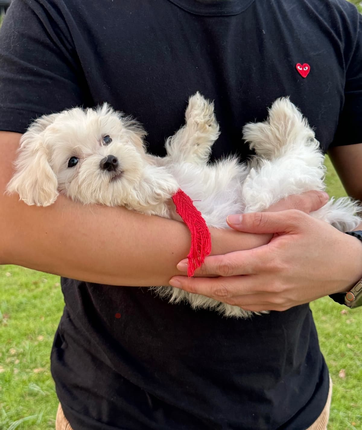 Kiara (เคียร่า) | Tagnimal