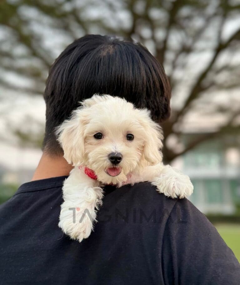 Kiara (เคียร่า) | Tagnimal