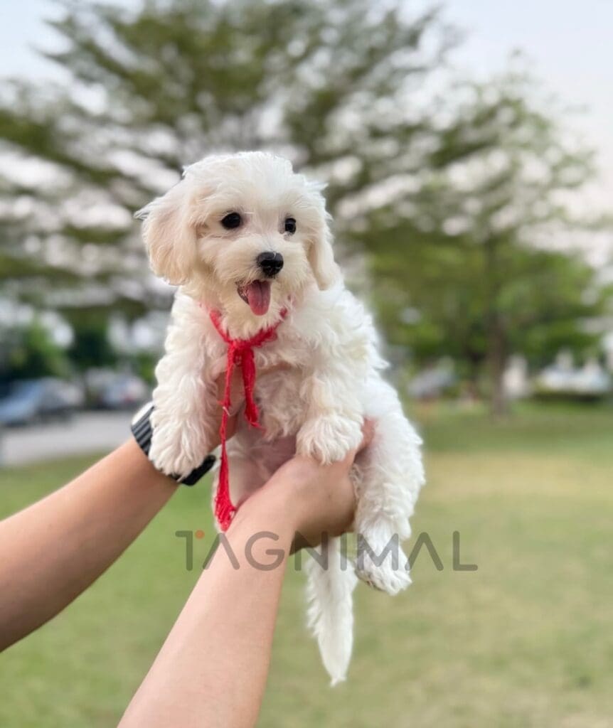 Kiara (เคียร่า) | Tagnimal