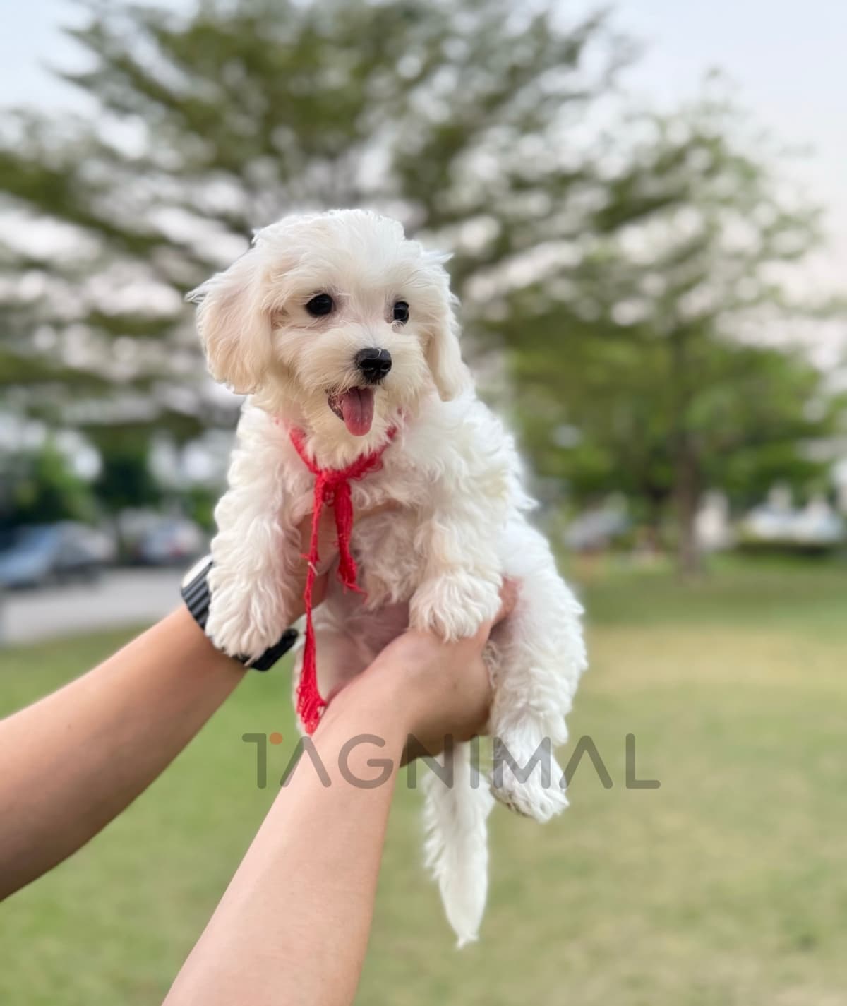 Kiara (เคียร่า) | Tagnimal