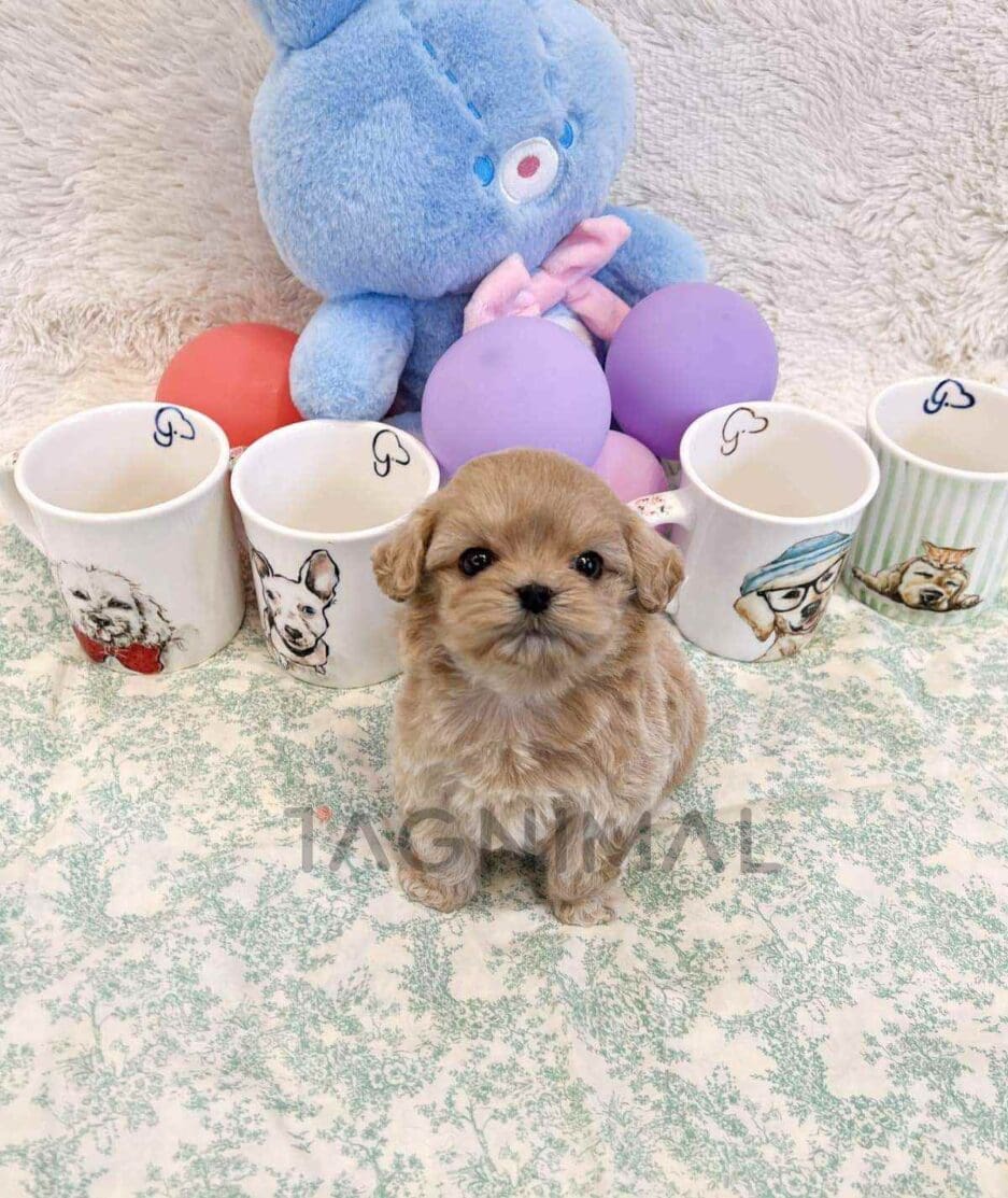 Lilo (ลิโล) | Tagnimal