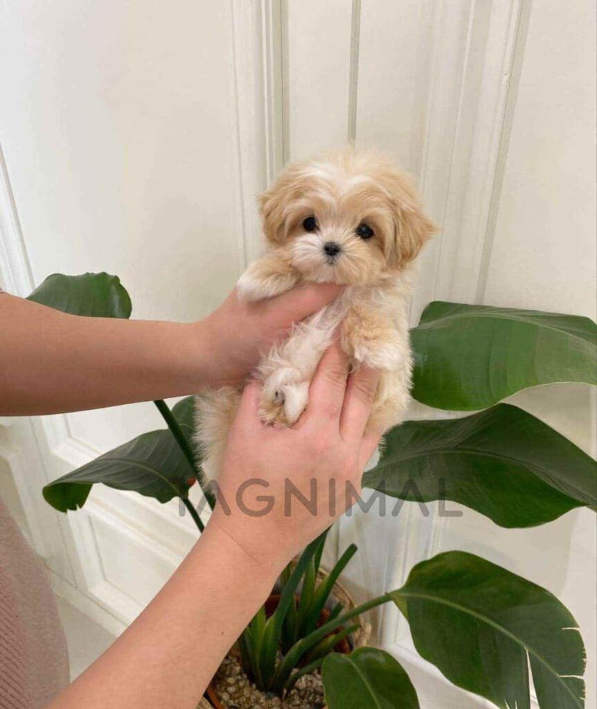 Lime (ไลม์) | Tagnimal