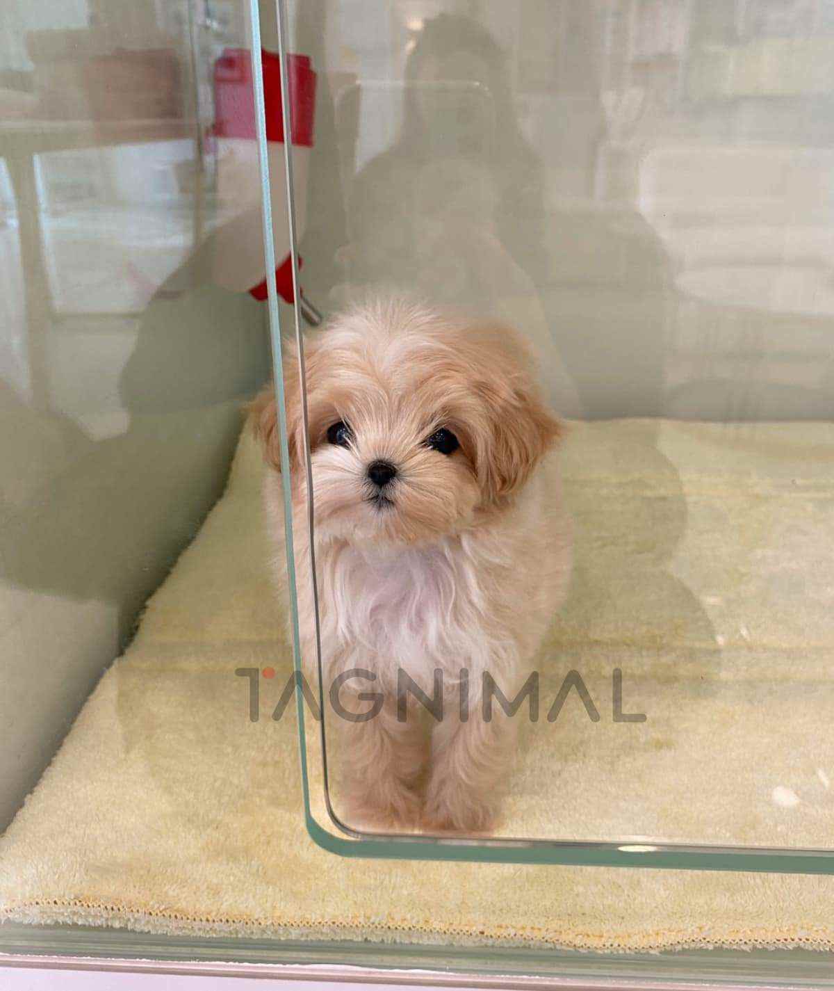 Lime (ไลม์) | Tagnimal