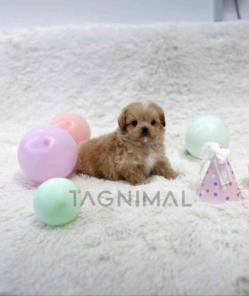 Tiga (ติก้า) | Tagnimal