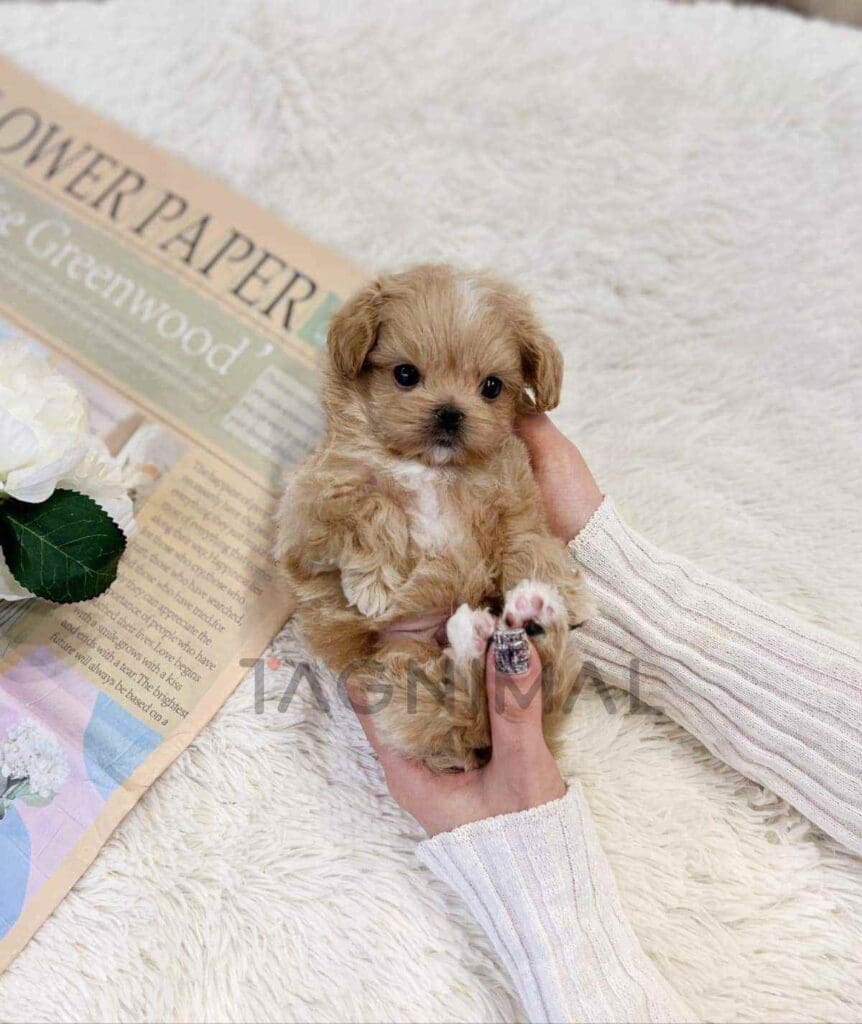 Tiga (ติก้า) | Tagnimal