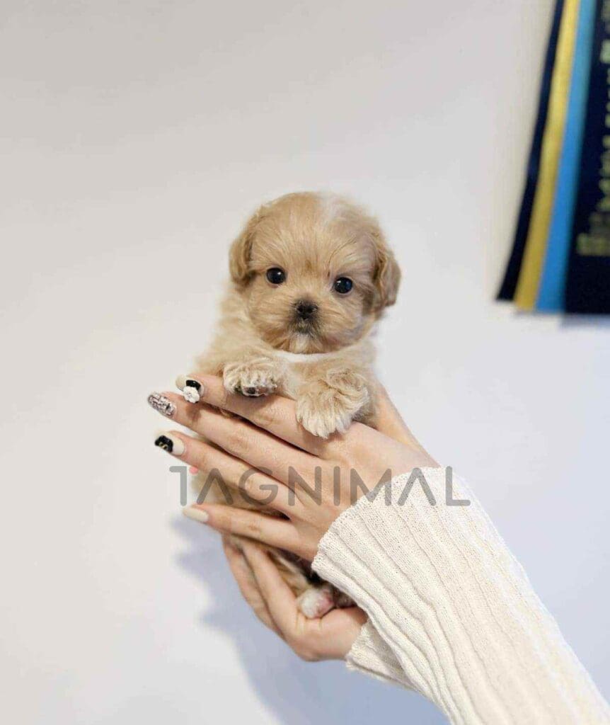 Tiga (ติก้า) | Tagnimal