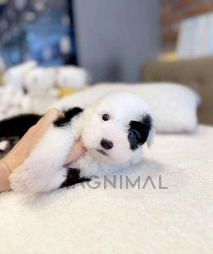 Jenna (เจนน่า) | Tagnimal