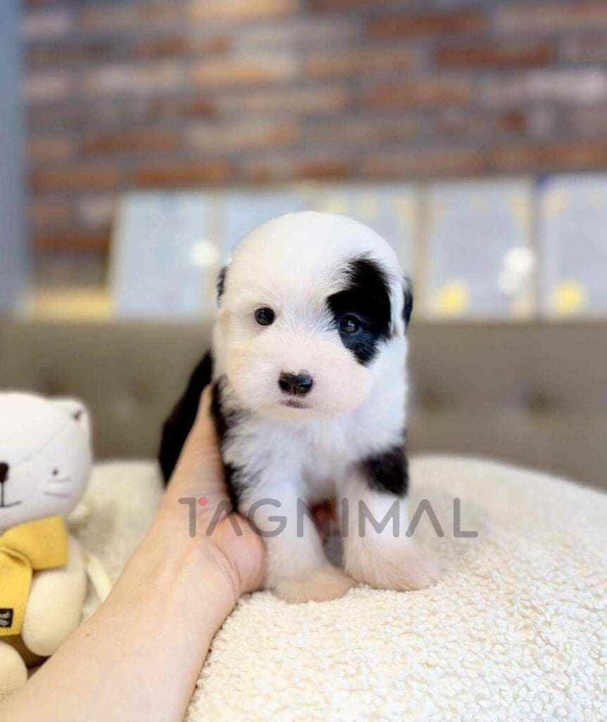 Jenna (เจนน่า) | Tagnimal