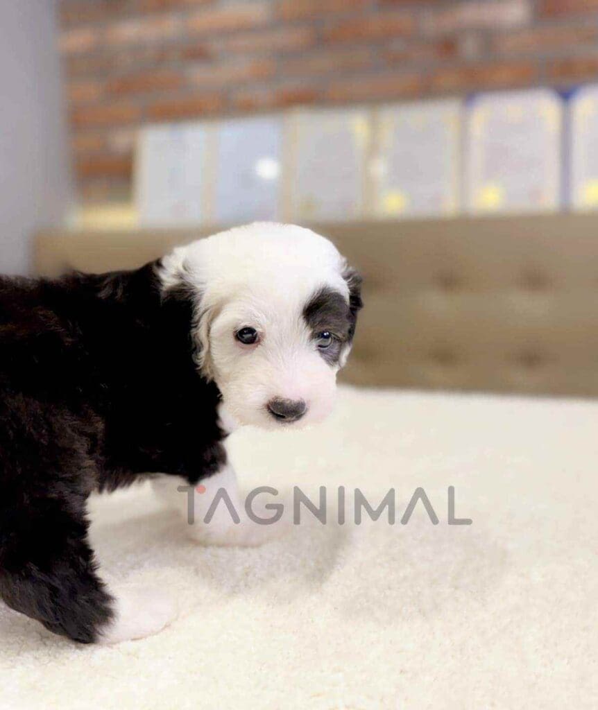 Neo (นีโอ) | Tagnimal