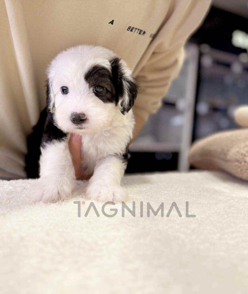 Neo (นีโอ) | Tagnimal