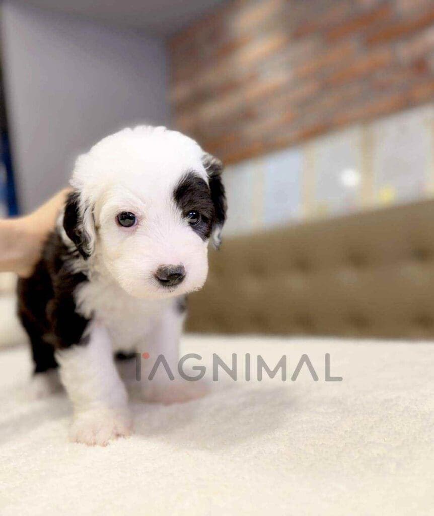 Neo (นีโอ) | Tagnimal