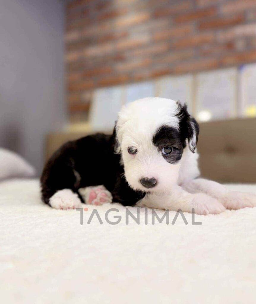 Neo (นีโอ) | Tagnimal