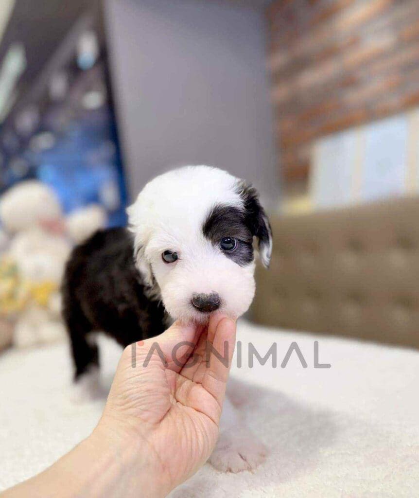 Neo (นีโอ) | Tagnimal