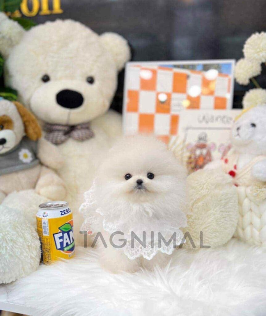 Kitty (คิตตี้) | Tagnimal