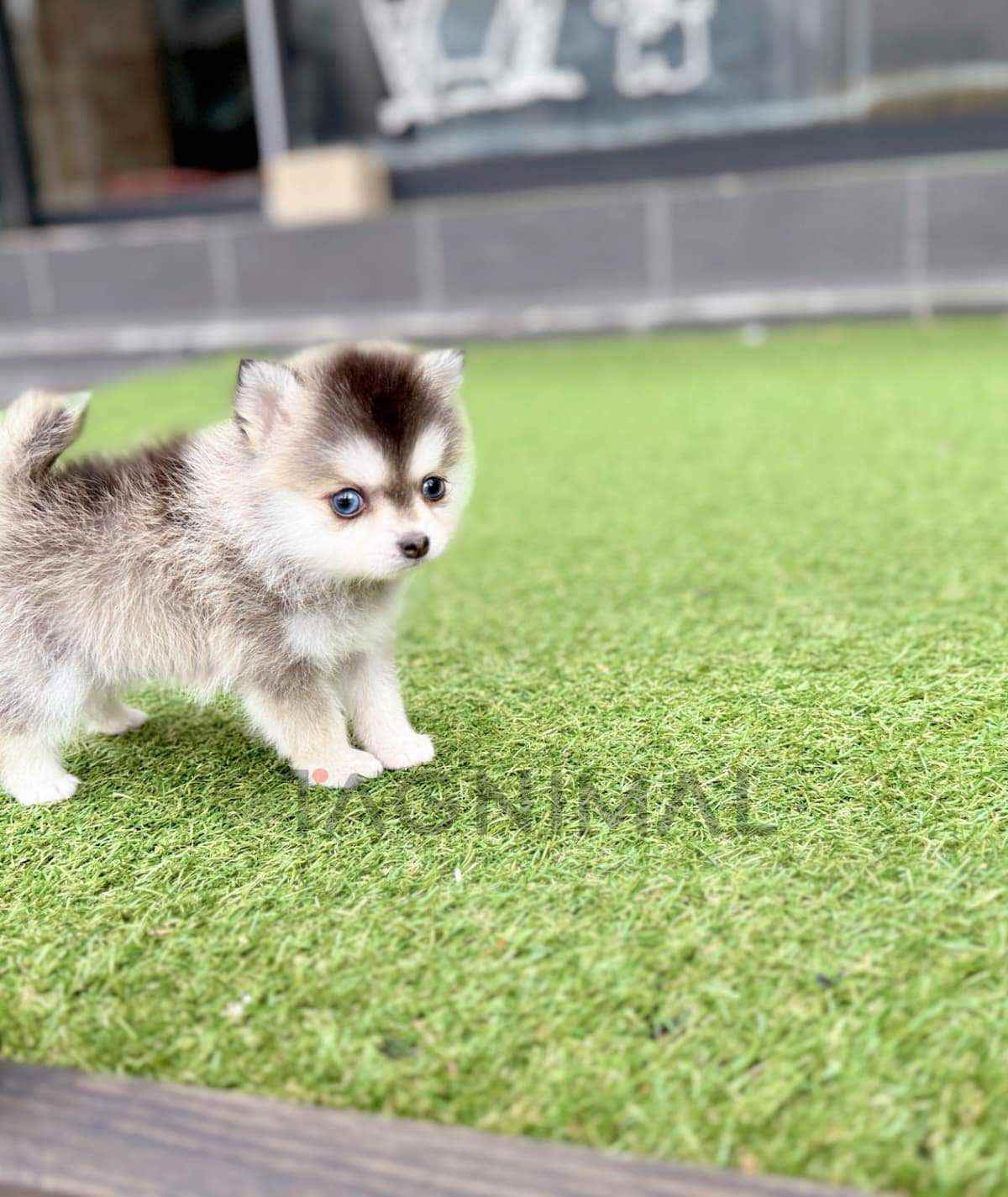 Dobby (ด๊อบบี้) | Tagnimal