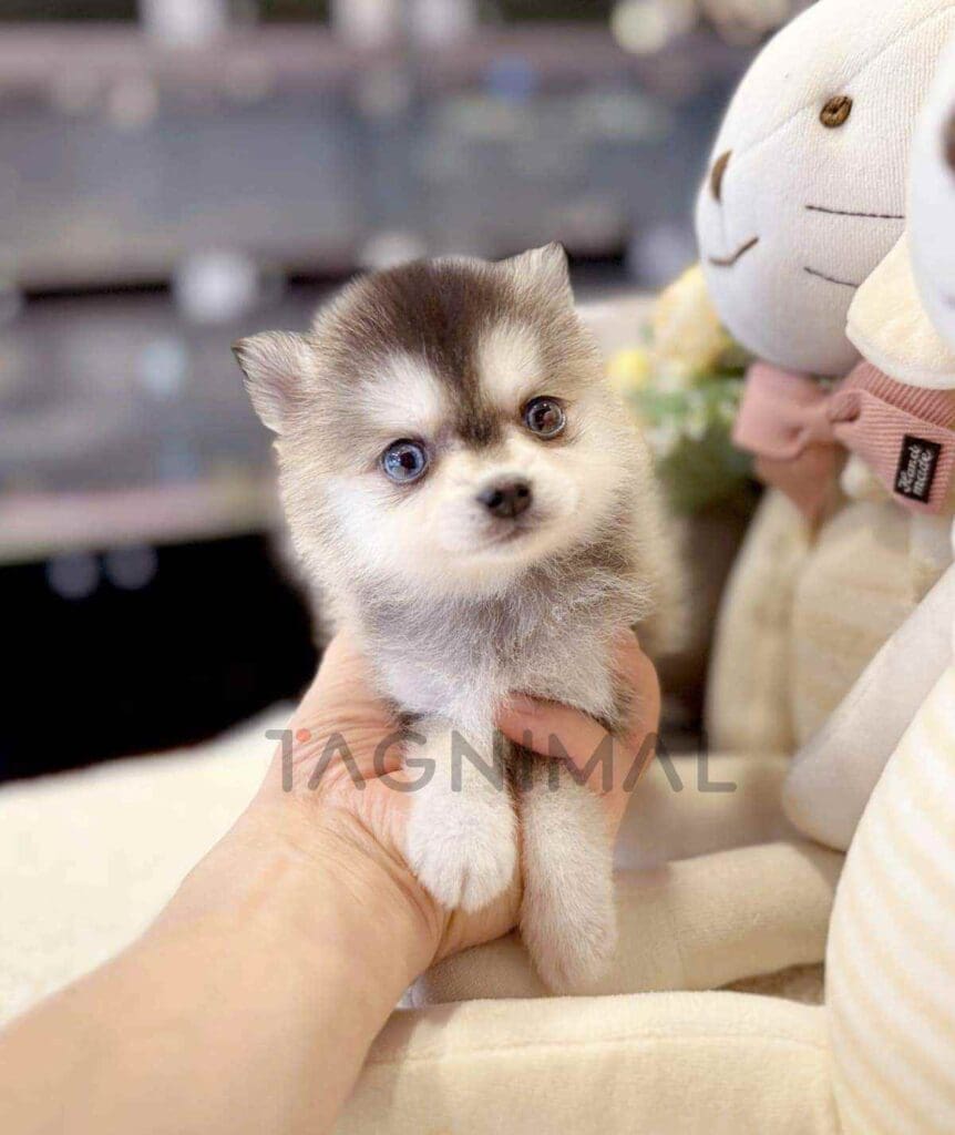 Dobby (ด๊อบบี้) | Tagnimal