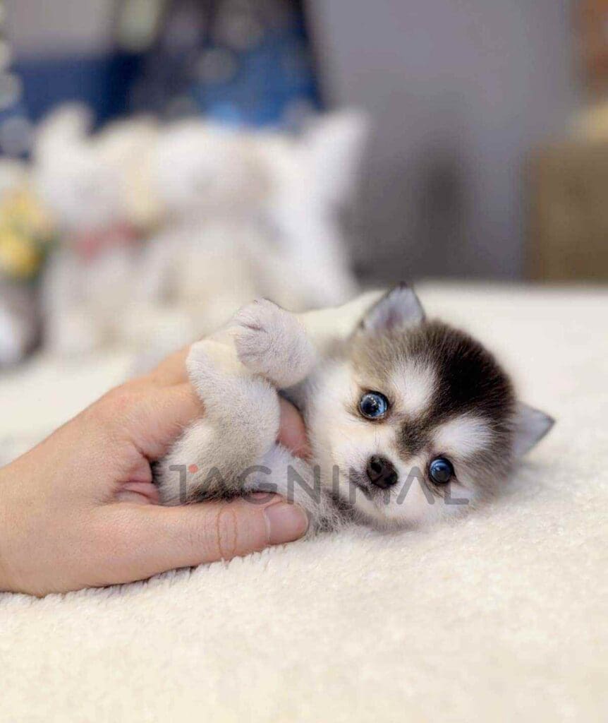 Dobby (ด๊อบบี้) | Tagnimal