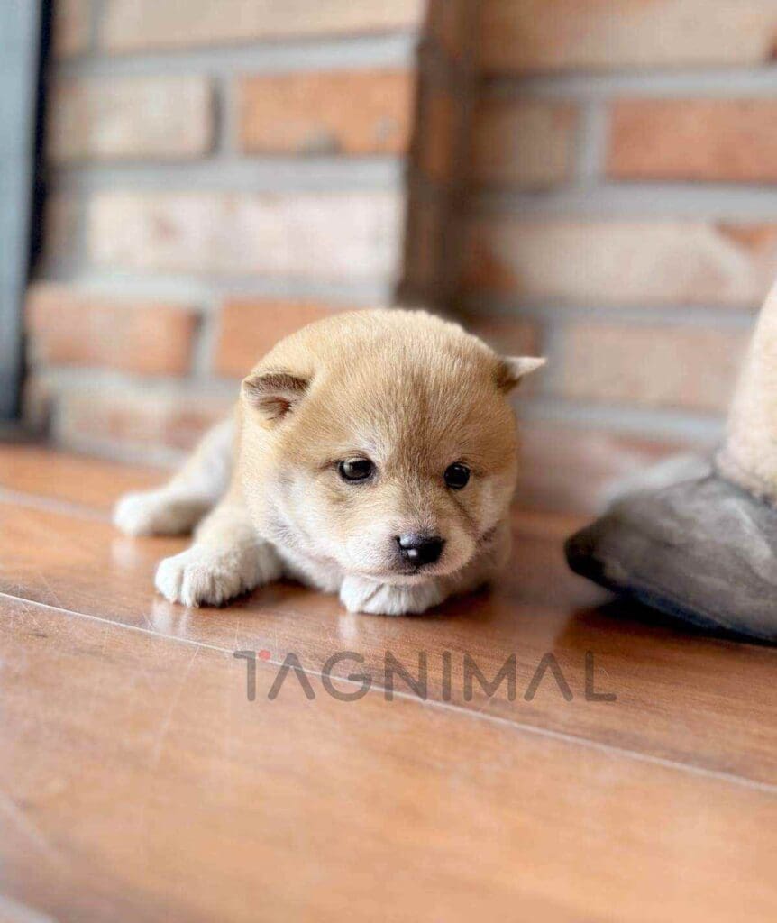 Toffe (ท๊อฟฟี่) | Tagnimal