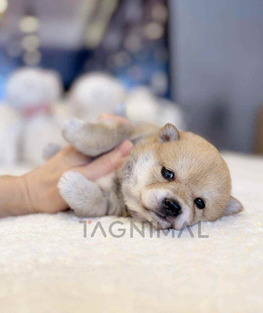 Toffe (ท๊อฟฟี่) | Tagnimal