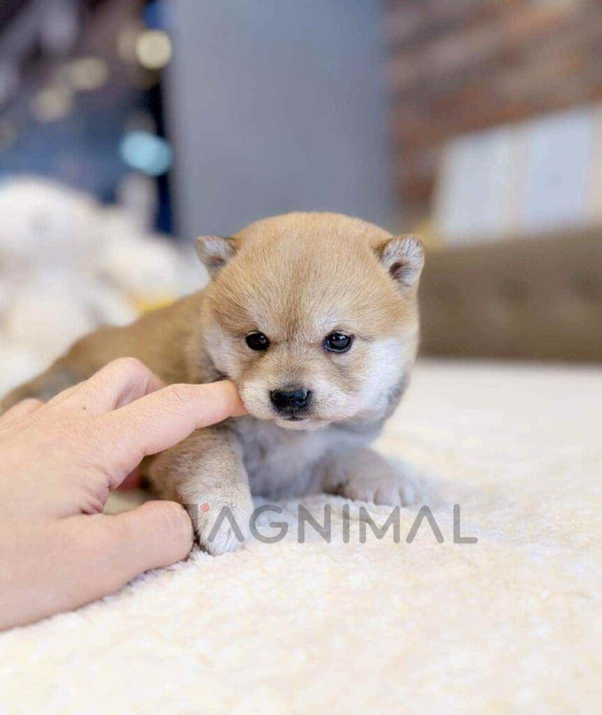 Toffe (ท๊อฟฟี่) | Tagnimal