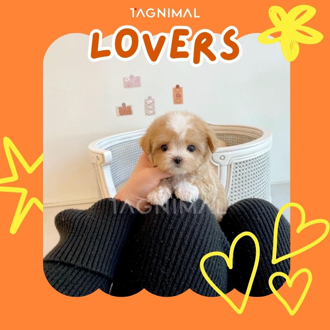 Maltipoo: 10 Reasons | Tagnimal