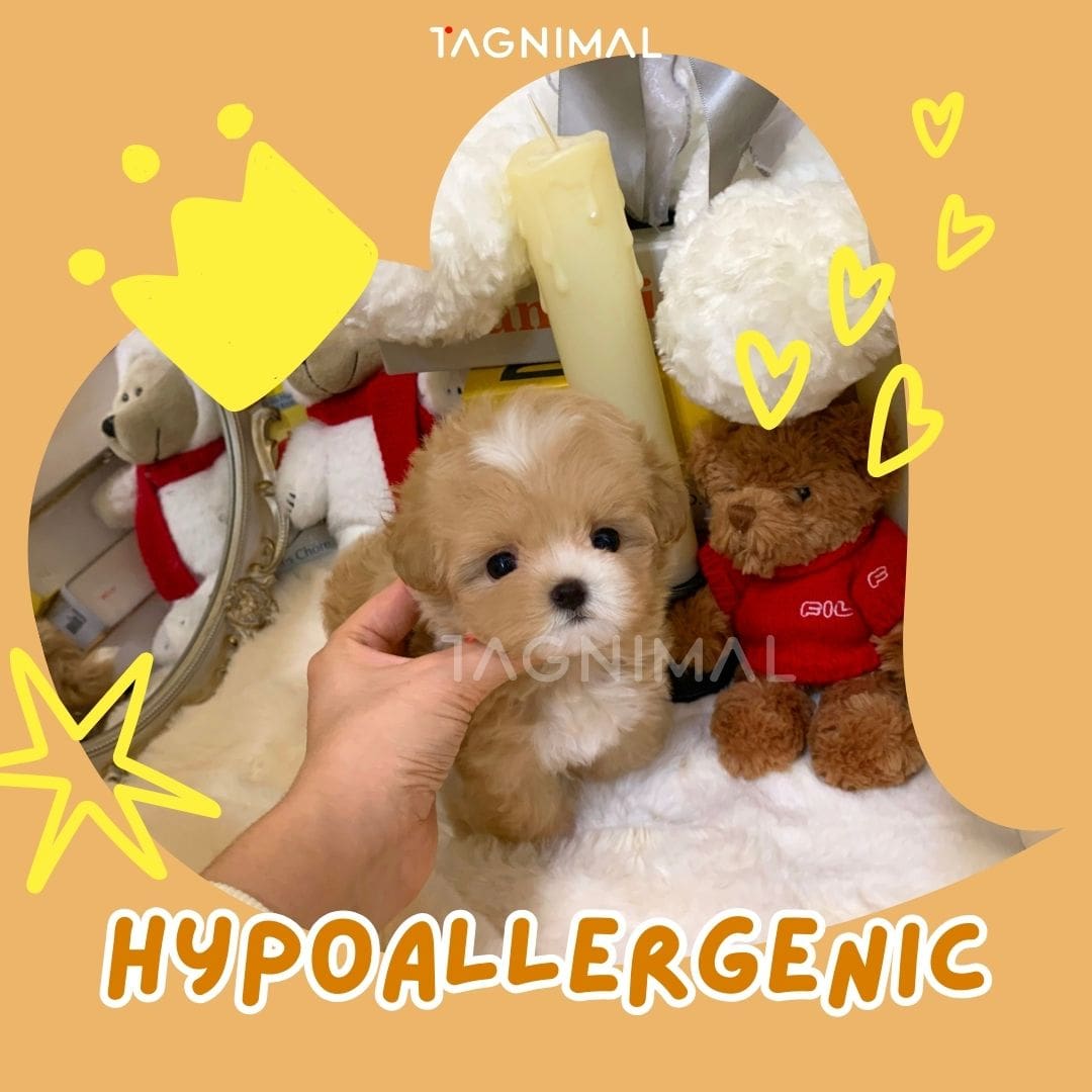 Maltipoo: 10 Reasons | Tagnimal