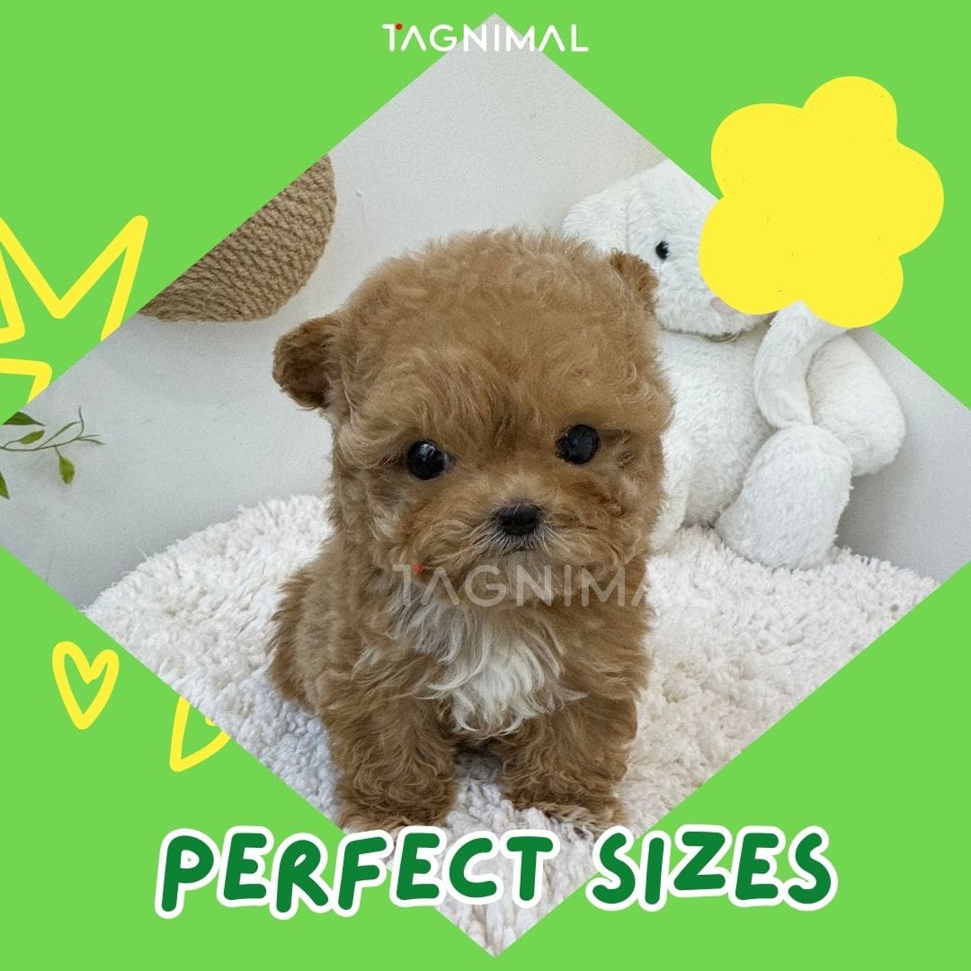 Maltipoo: 10 Reasons | Tagnimal