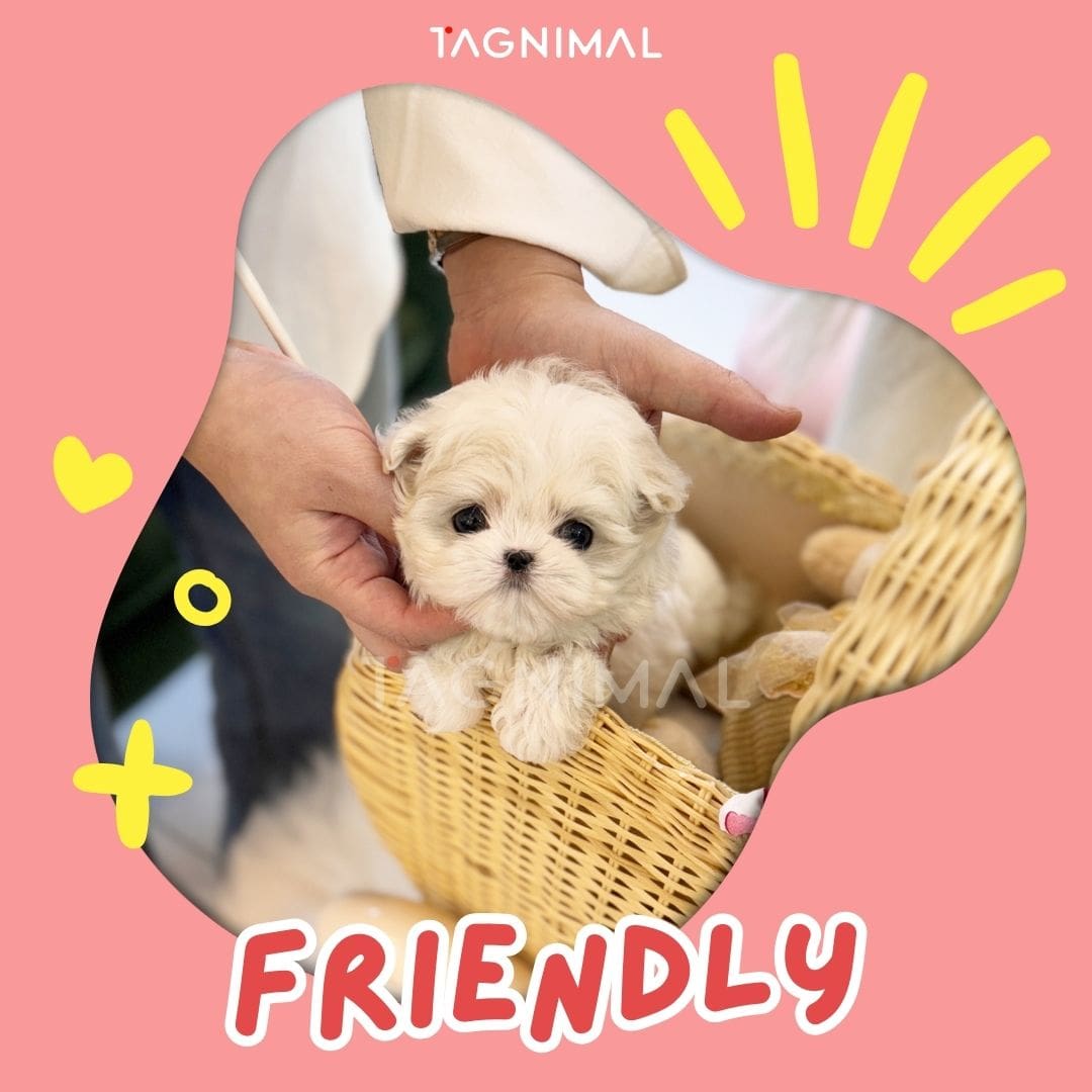 Maltipoo: 10 Reasons | Tagnimal