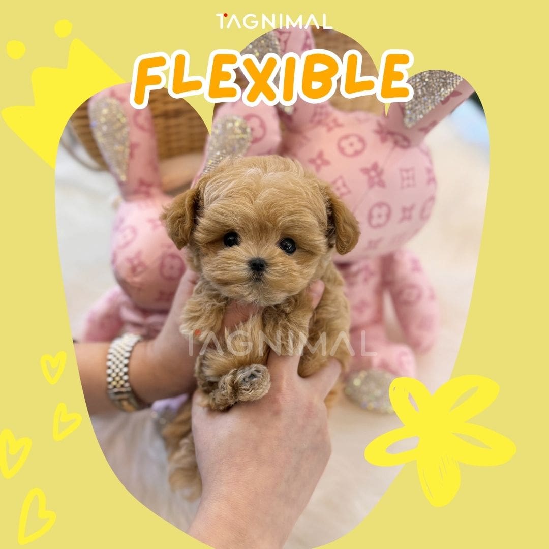 Maltipoo: 10 Reasons | Tagnimal