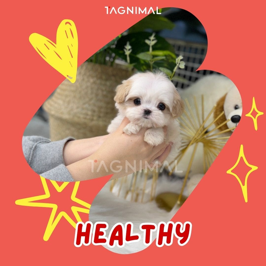 Maltipoo: 10 Reasons | Tagnimal