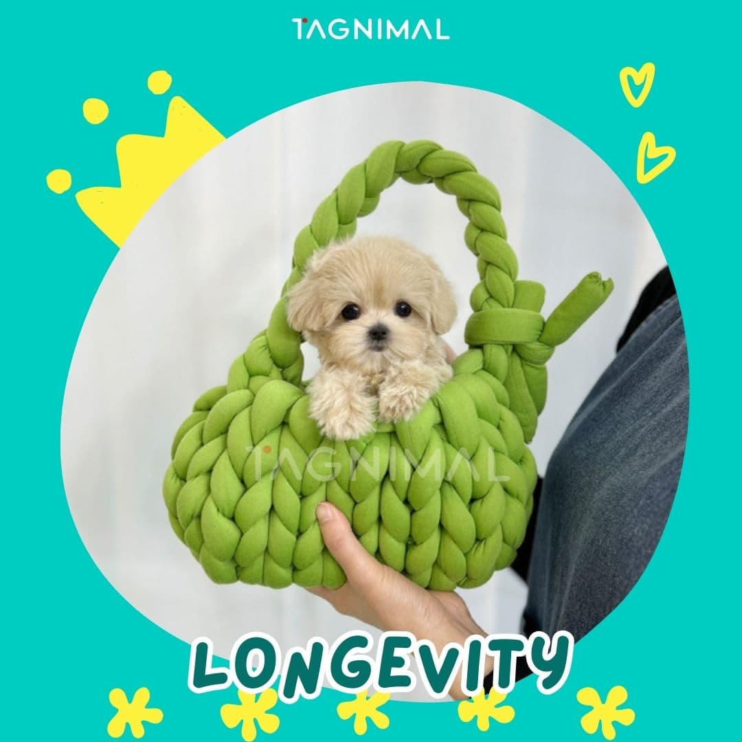 Maltipoo: 10 Reasons | Tagnimal