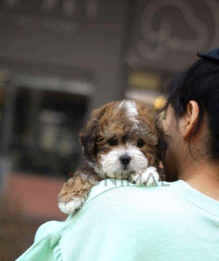 น้องหมา 🐶 | Tagnimal