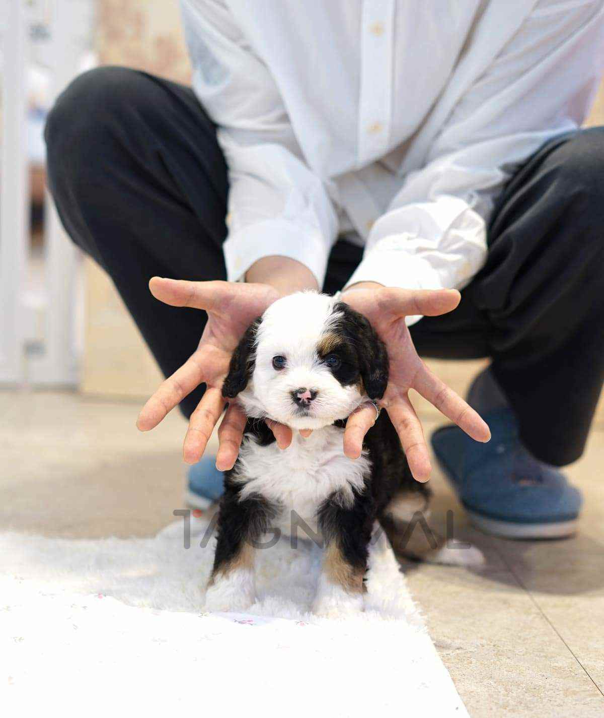 Riley (ไรลีย์) | Tagnimal