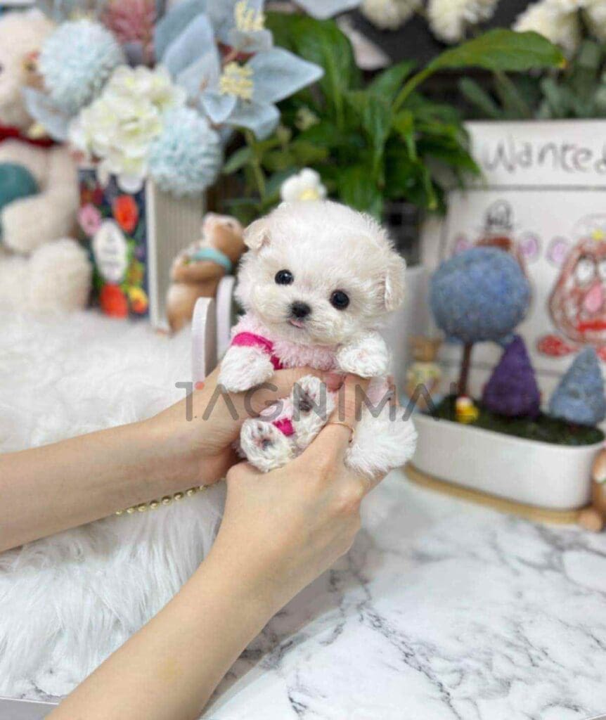 Hi (ไฮ) | Tagnimal