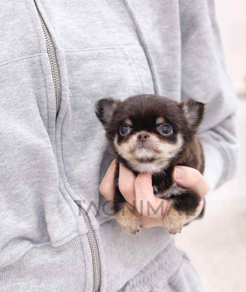 Jetty (เจ็ตตี้) | Tagnimal