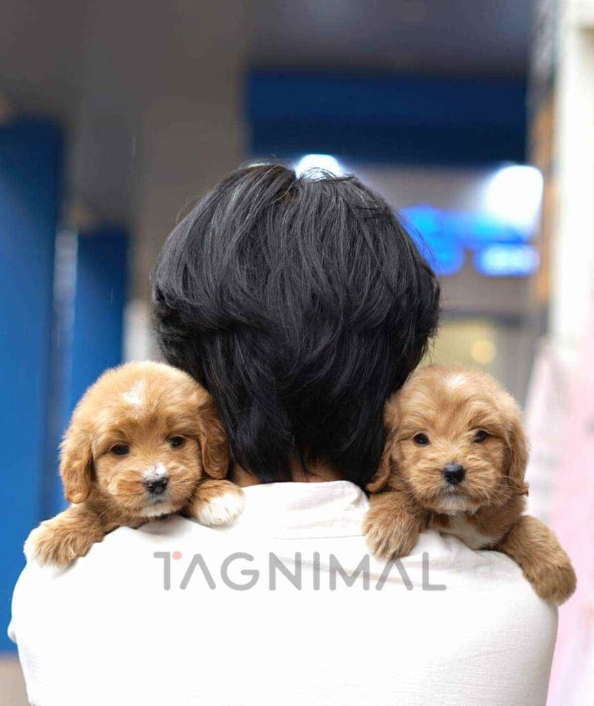 Archie (อาร์ชี่) | Tagnimal