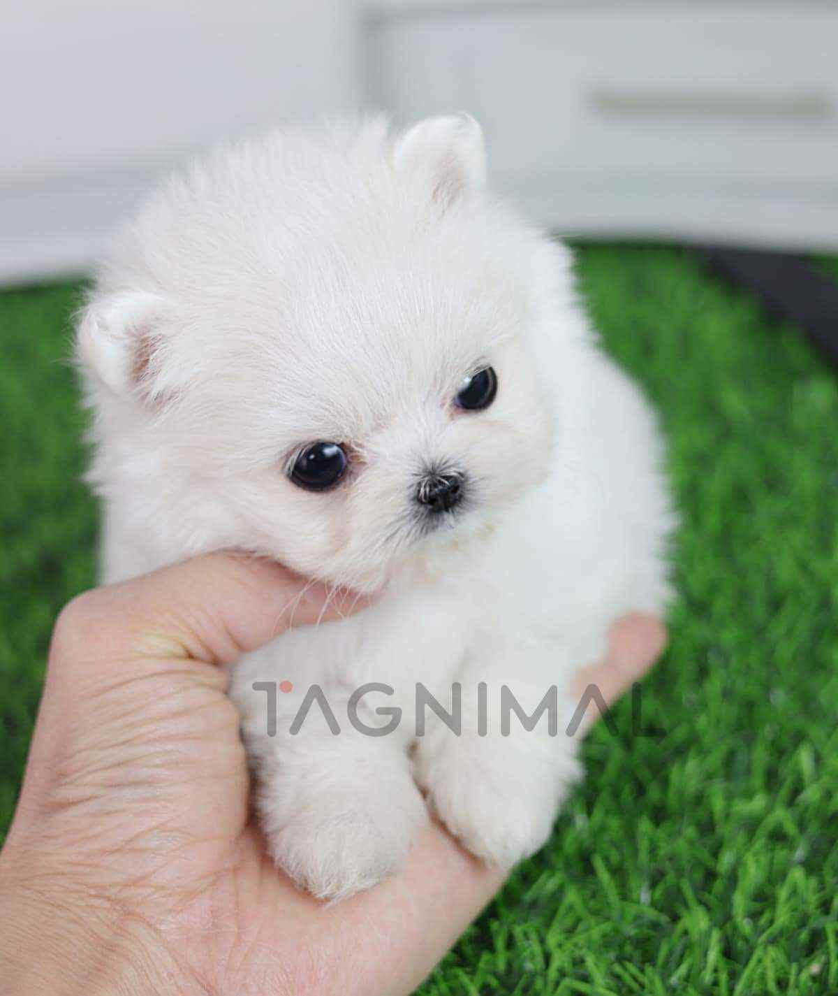 CC (ซีซี) | Tagnimal