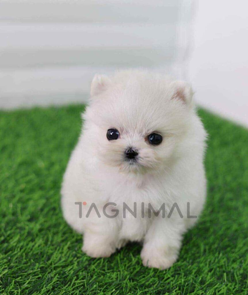 CC (ซีซี) | Tagnimal