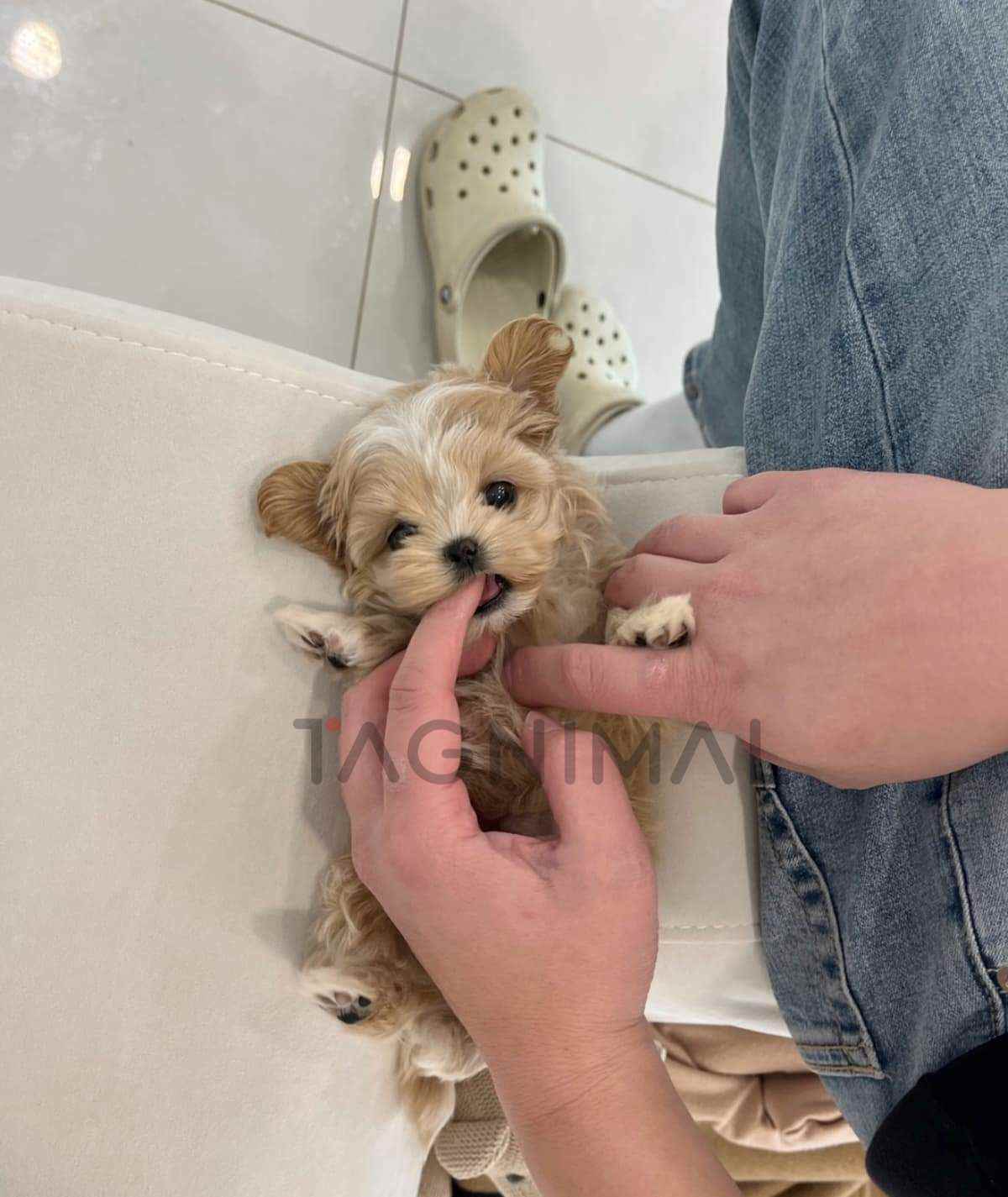 Danji (ดันจิ) | Tagnimal