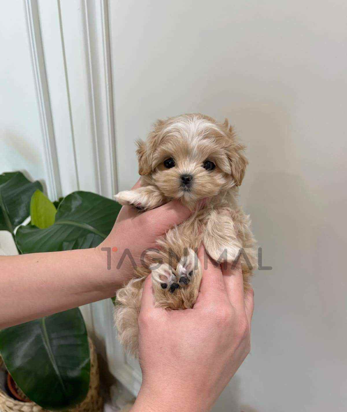 Danji (ดันจิ) | Tagnimal