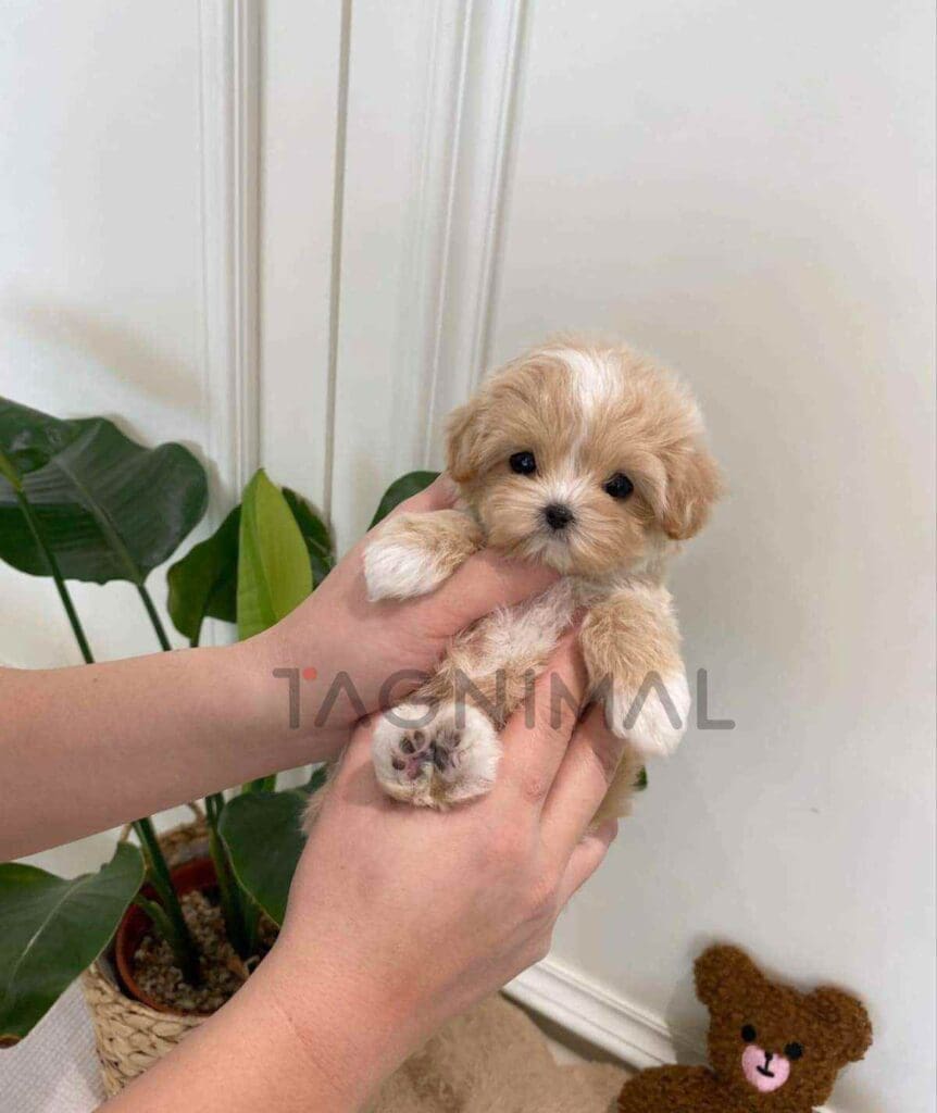 Dao (ดาว) | Tagnimal