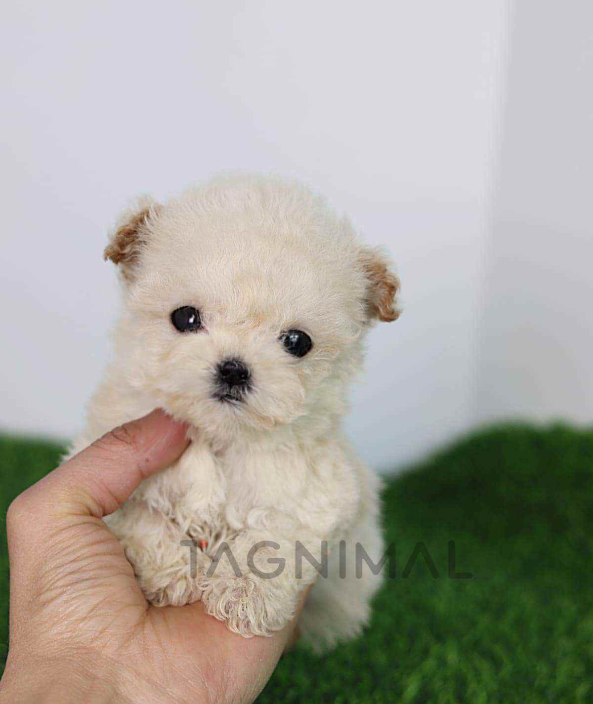 Dinggo (ดิงโก้) | Tagnimal