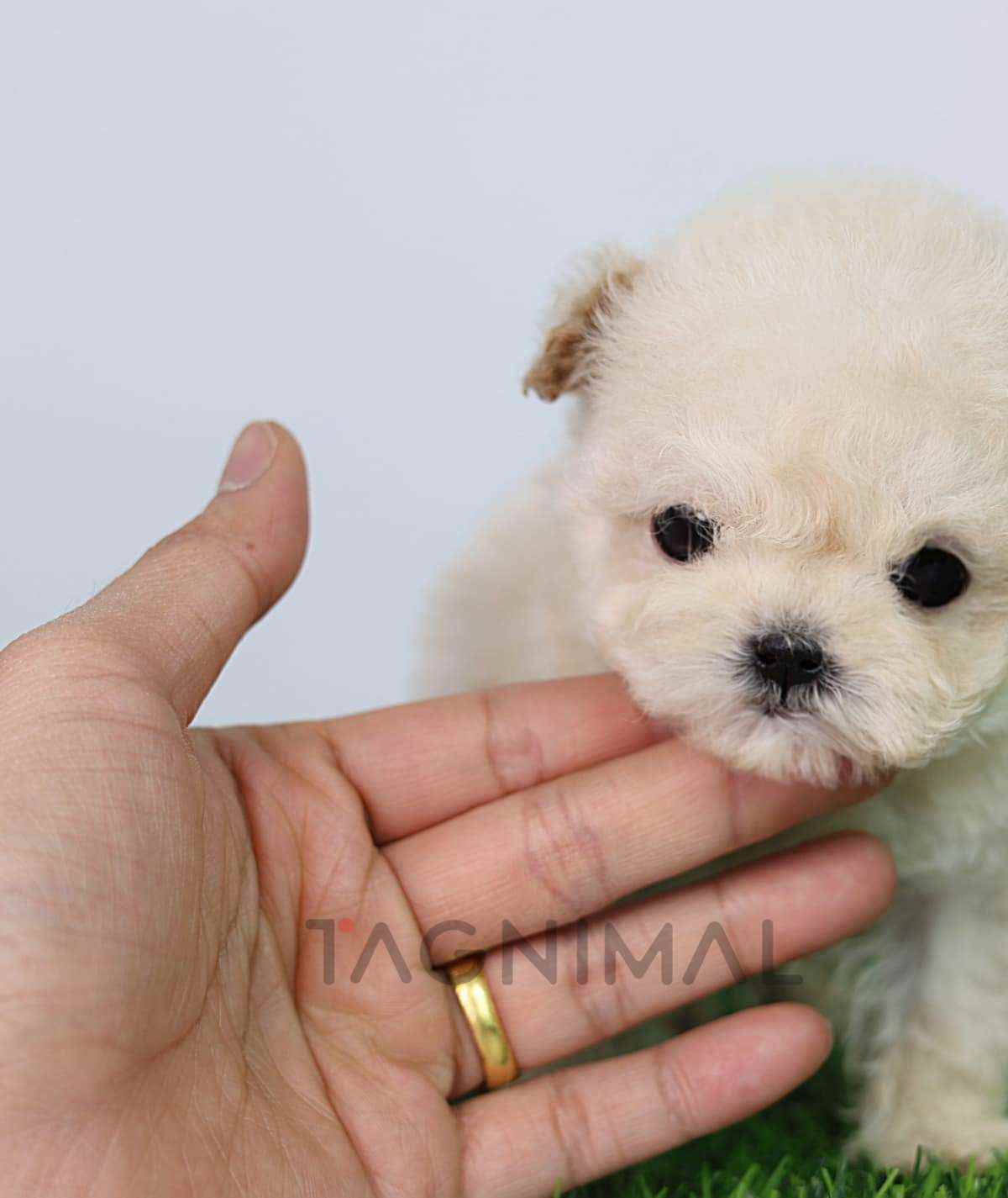 Dinggo (ดิงโก้) | Tagnimal