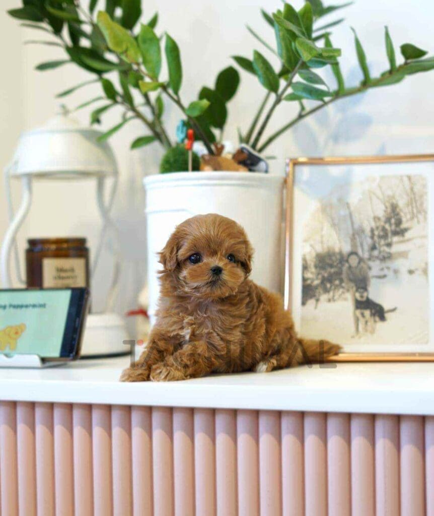 Fudge (ฟัดจ์) | Tagnimal